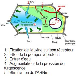 L'auxine :: Plantemusique